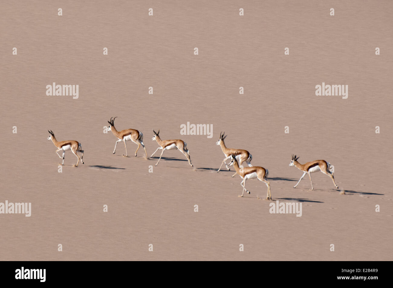 Namibia, Skeleton Coast National Park, Springbok (Antidorcas ...