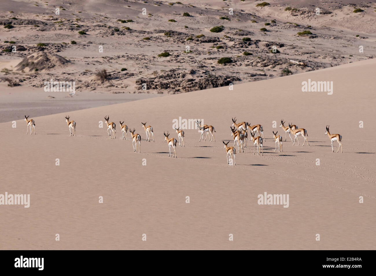 Namibia, Skeleton Coast National Park, Springbok (Antidorcas ...