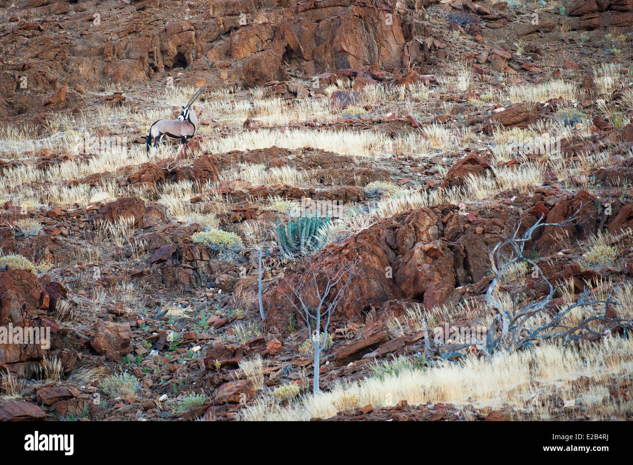 Skeleton of gemsbok hi-res stock photography and images - Alamy