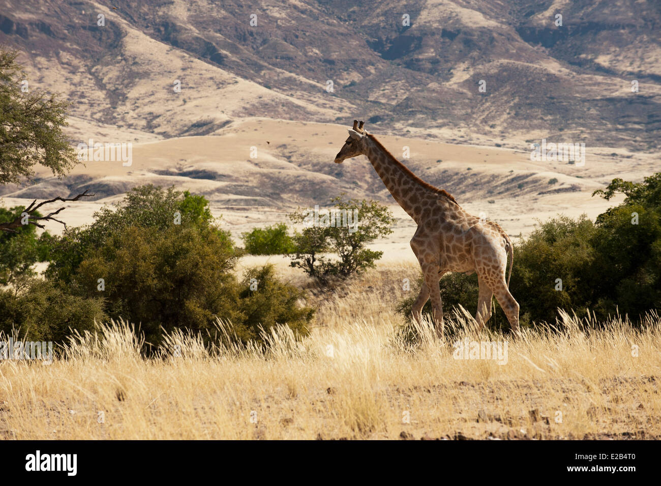 Giraffe skeleton hi-res stock photography and images - Alamy