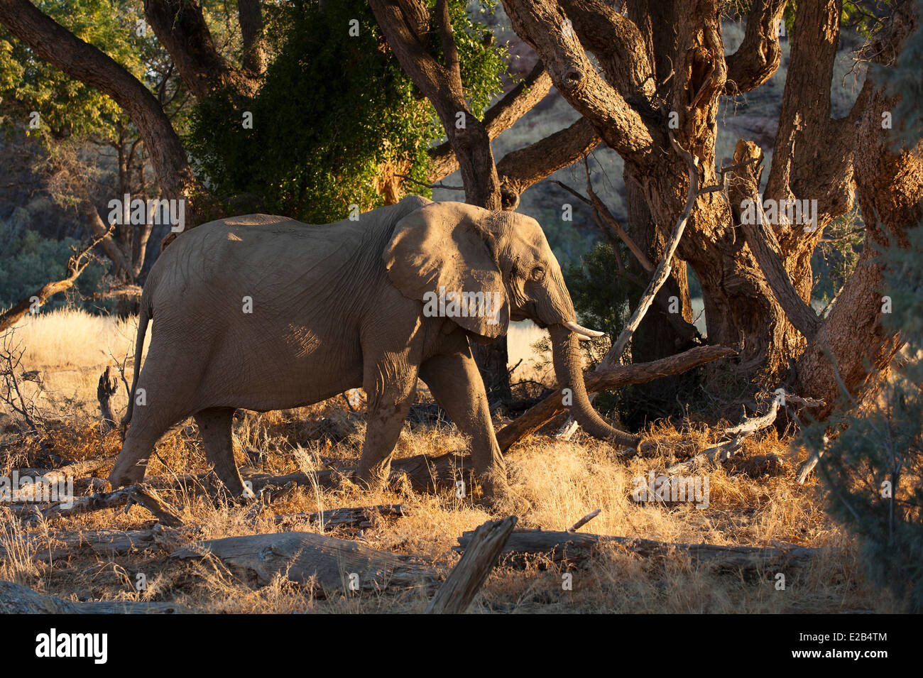 Namibia, Skeleton Coast National Park, Desert Elephant (Loxodonta ...