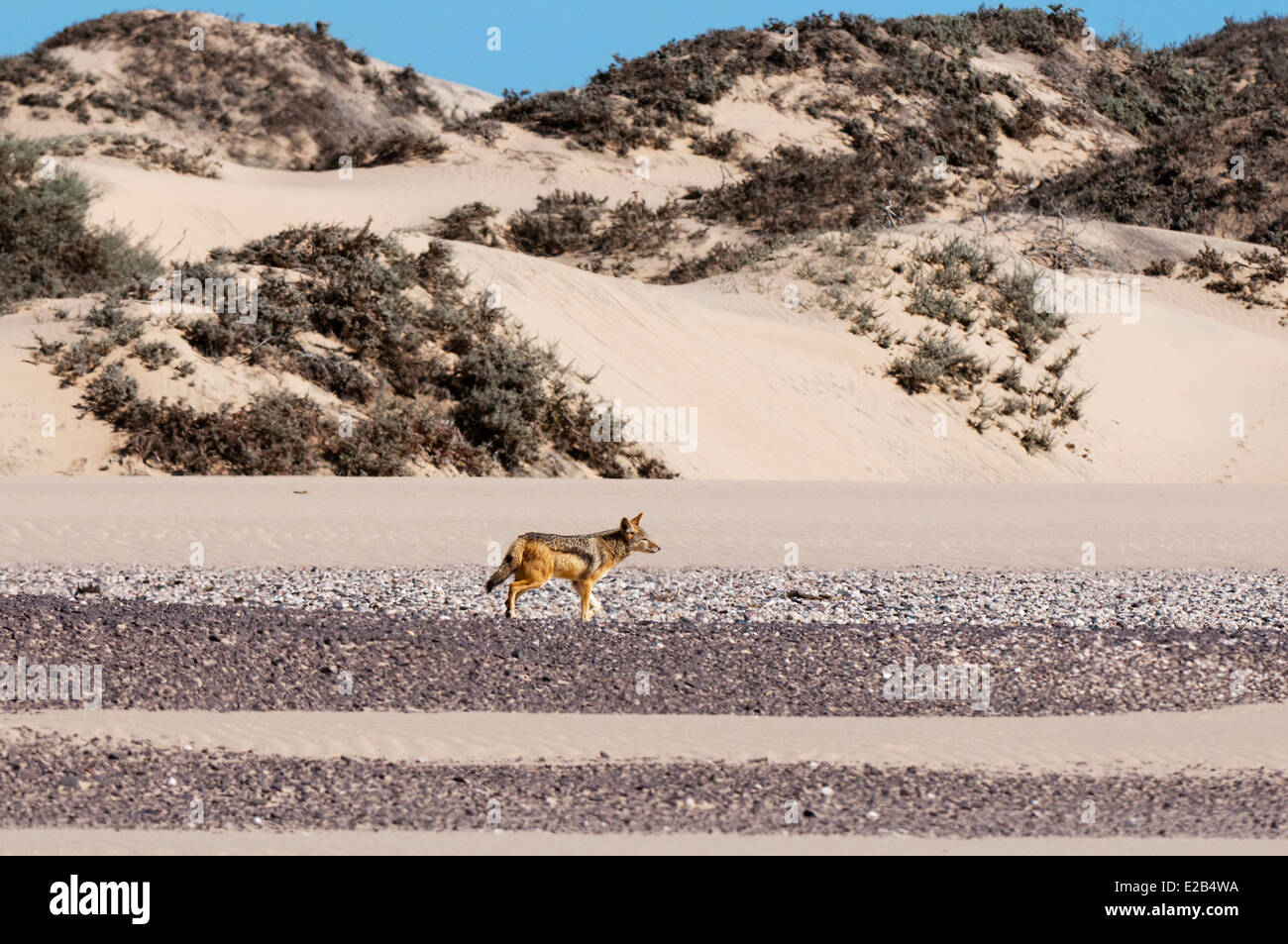 Namibia, Skeleton Coast National Park, Black-backed Jackal (Canis ...