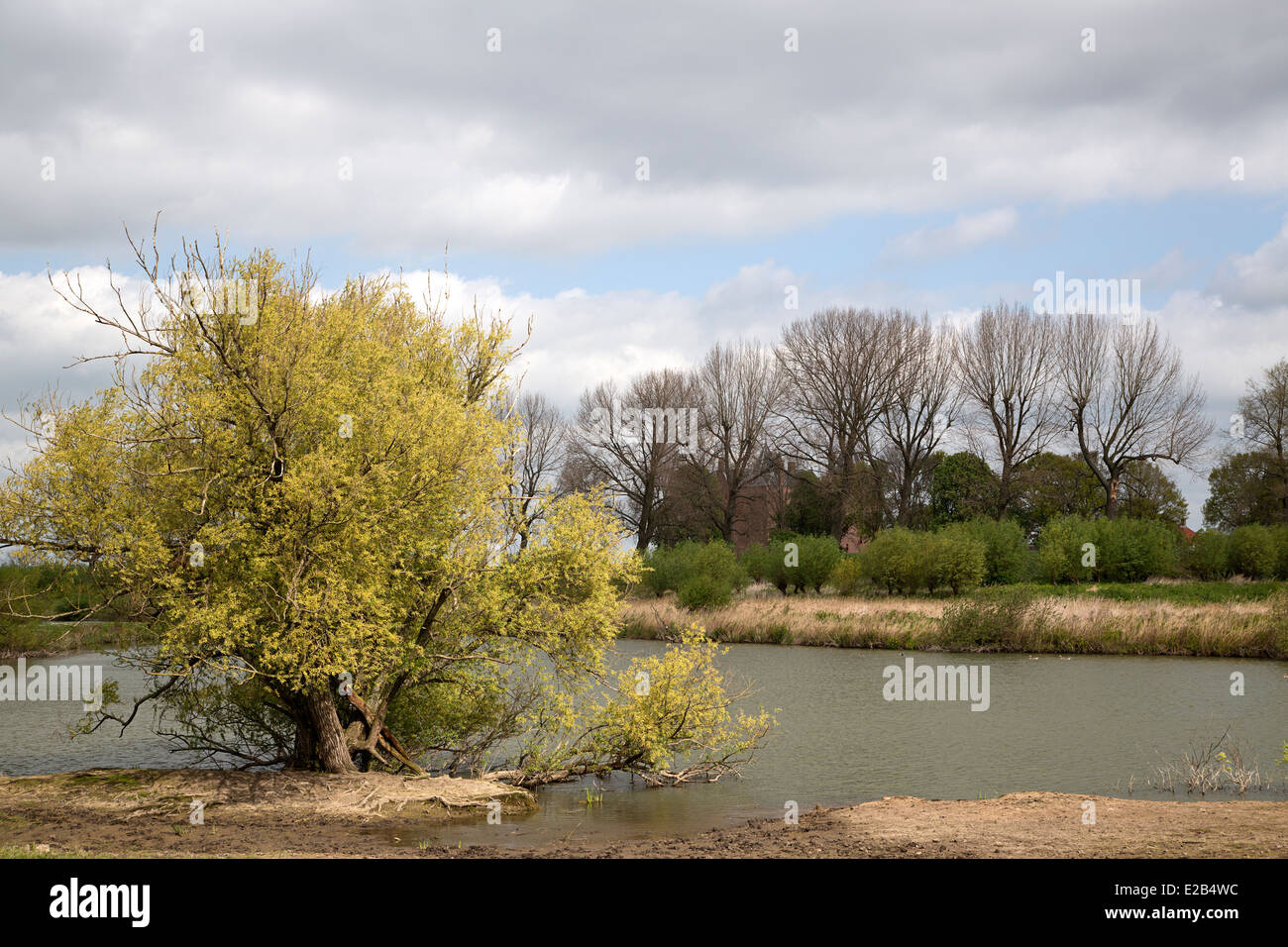 Historic Loevestein Castle, flowering willow tree in foreground, Brakel ...