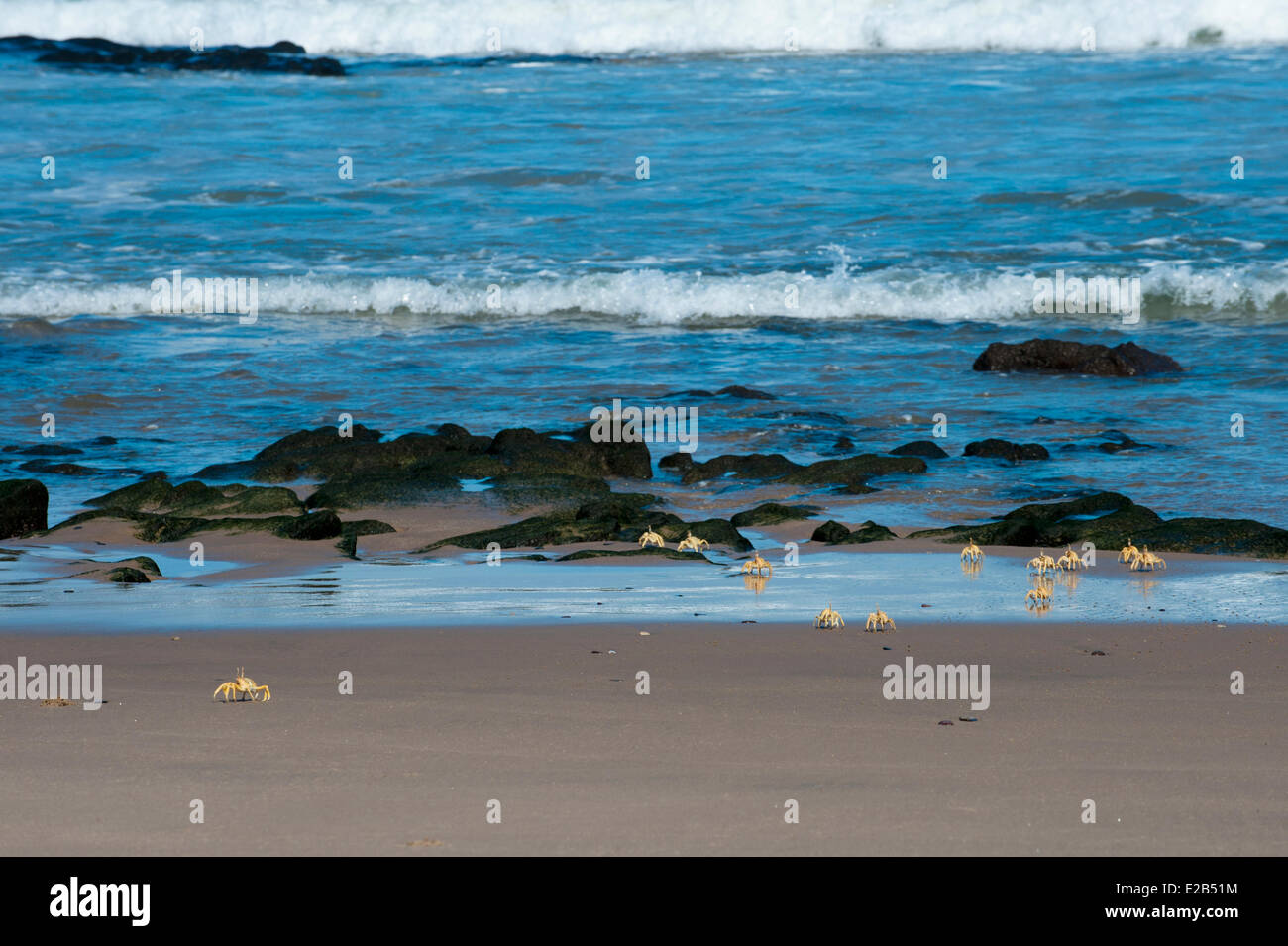 Namibia, Skeleton Coast National Park, Ghost crab (Ocypode cursor Stock ...
