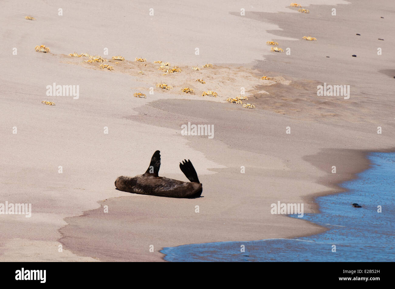 Ghost crabs hi-res stock photography and images - Alamy