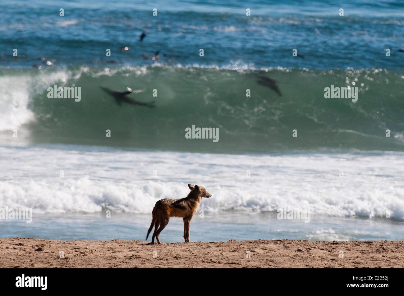 Namibia, Skeleton Coast National Park, at Cape fuf Seal (Arctocephalus ...