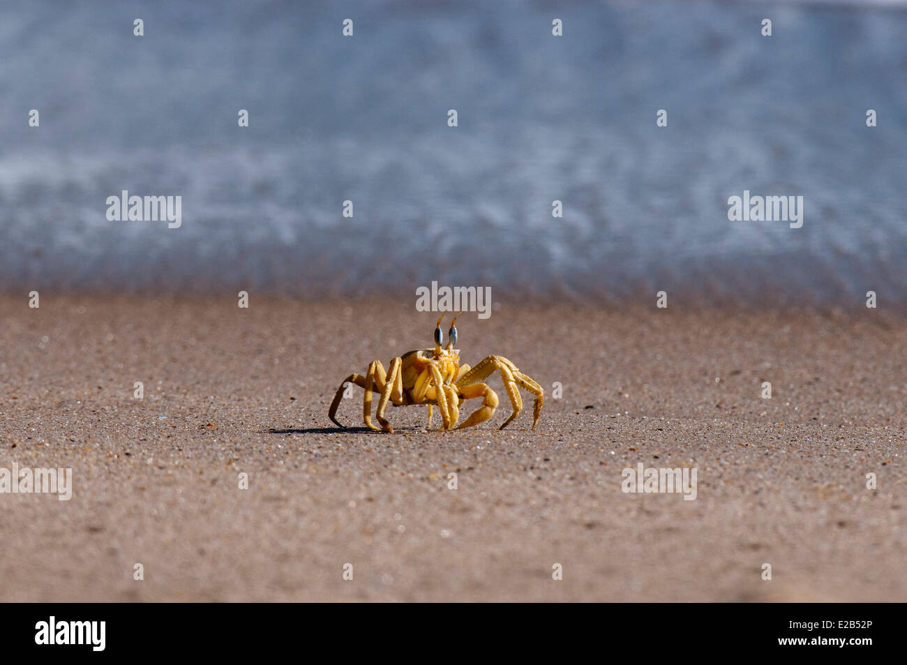 Namibia, Skeleton Coast National Park, Ghost crab (Ocypode cursor Stock ...