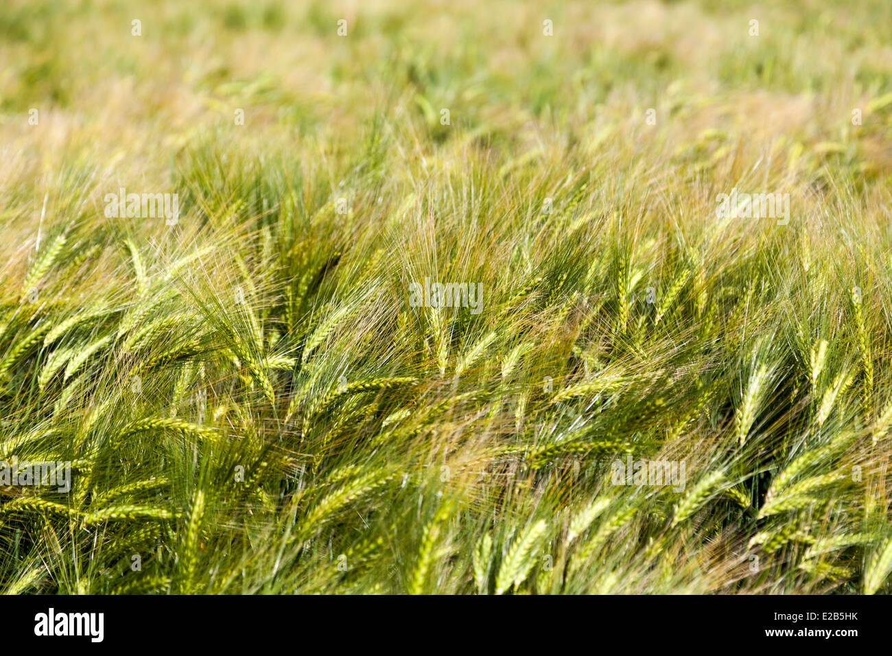 Barley allergy hi-res stock photography and images - Alamy