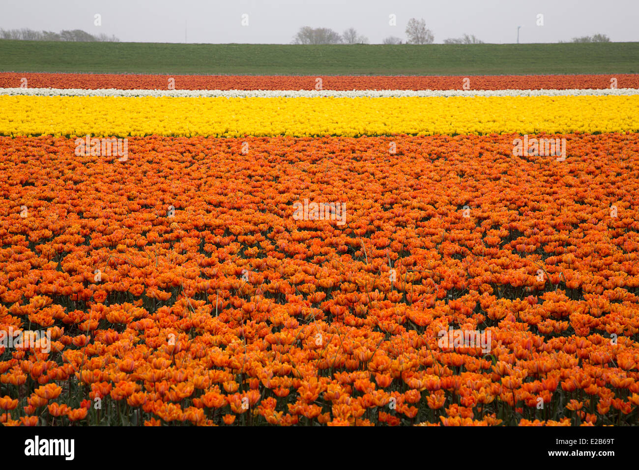 Netherlands dutch orange color hi-res stock photography and images - Alamy