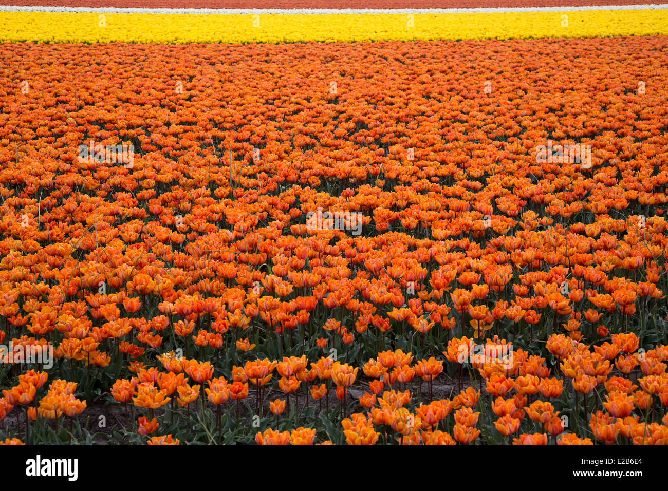 Netherlands dutch orange color hi-res stock photography and images - Alamy