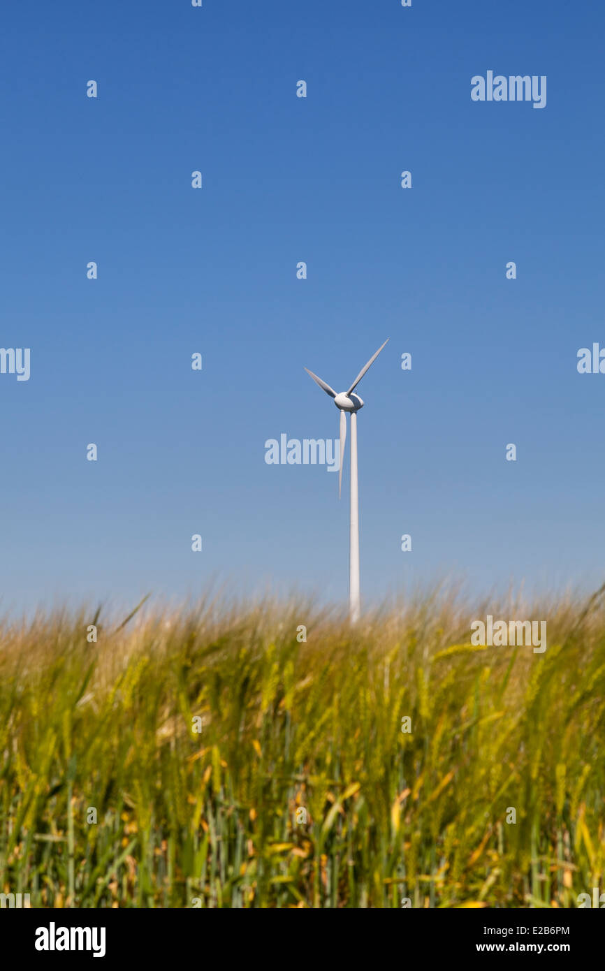 Wind turbine in corn field against bright blue sky Stock Photo - Alamy