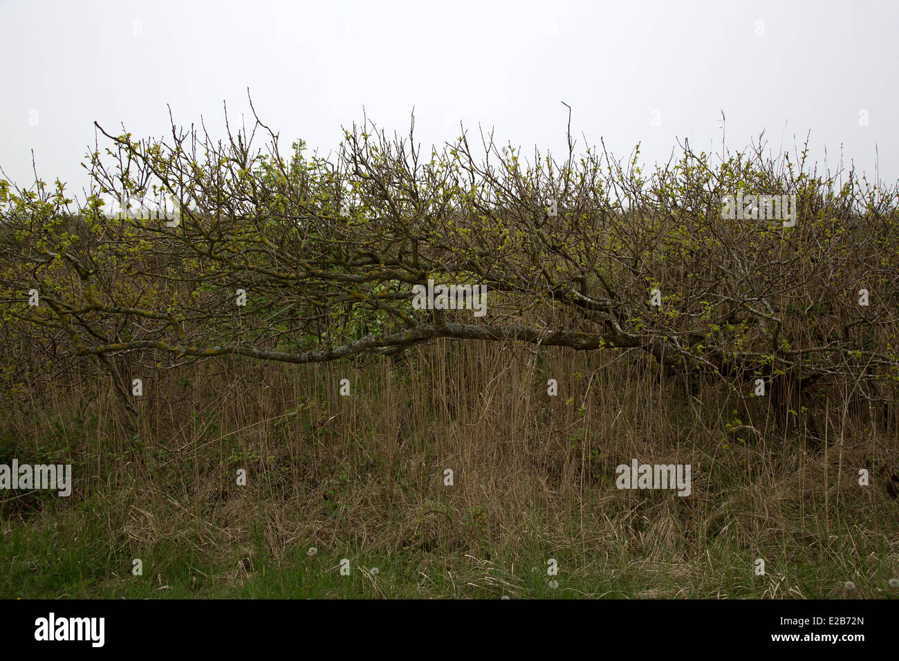 Crooked oak tree, Zwanenwater Nature Reserve, North Holland ...