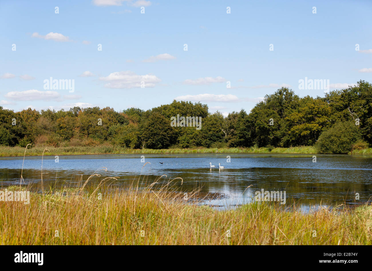 France, Indre, Berry, Parc Naturel Regional de la Brenne (Natural ...