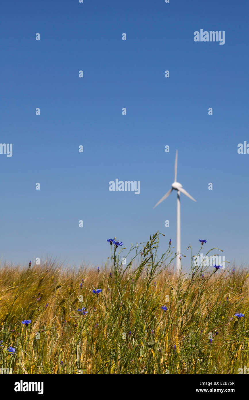 Wind turbine in corn field against bright blue sky Stock Photo - Alamy