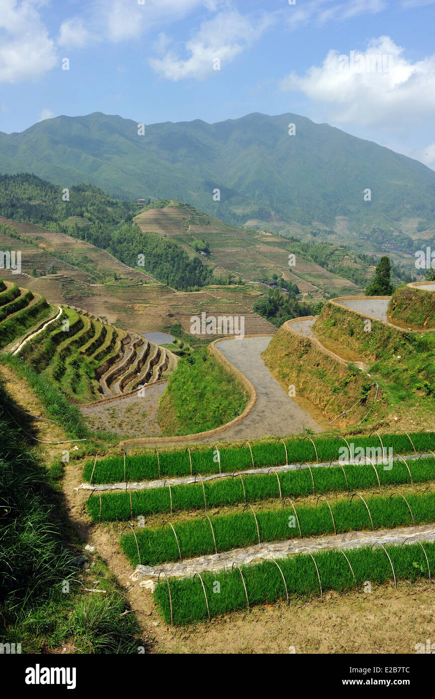 China, Guangxi Province, Longsheng, rice terraces at Longji Stock Photo ...