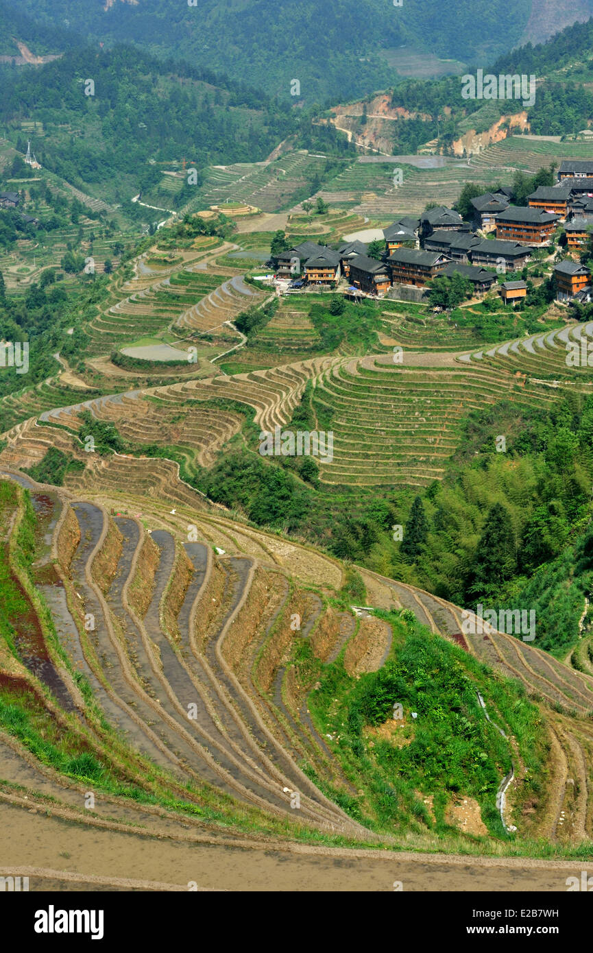 China, Guangxi Province, Longsheng, rice terraces at Longji, Dazhai ...