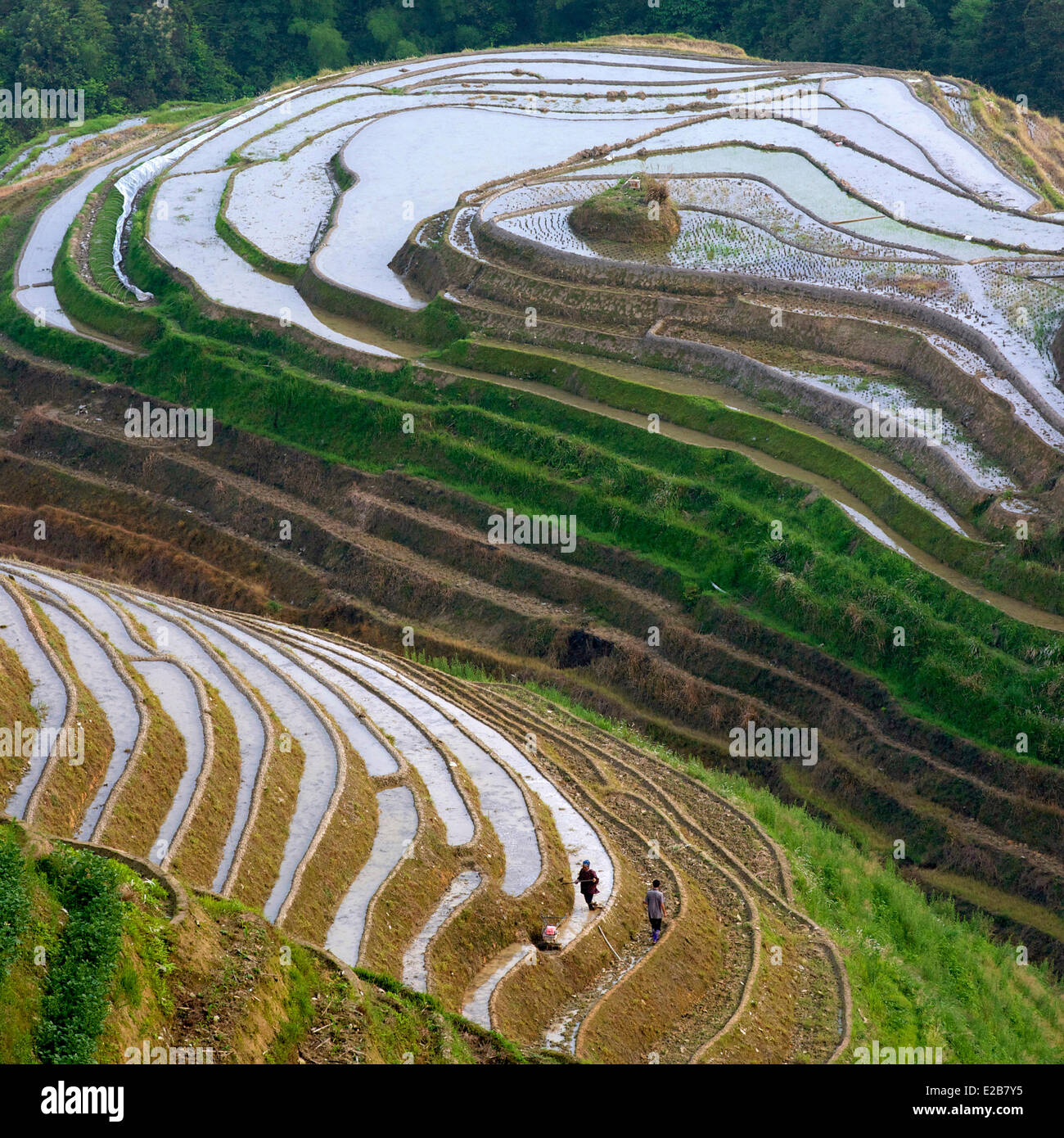 China, Guangxi Province, Longsheng, rice terraces at Longji Stock Photo - Alamy
