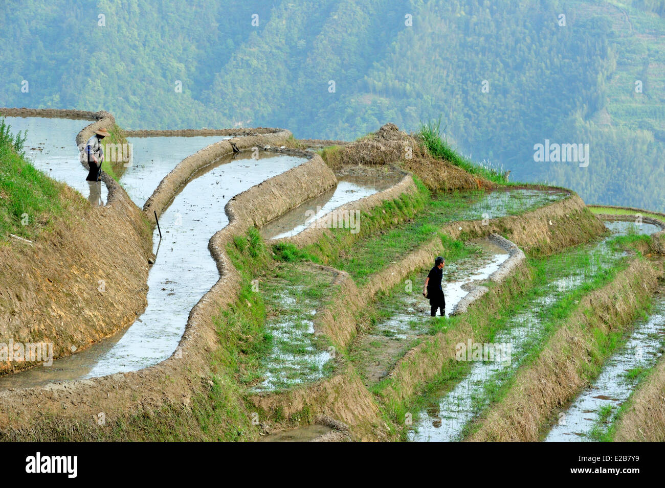 China, Guangxi Province, Longsheng, rice terraces at Longji Stock Photo ...