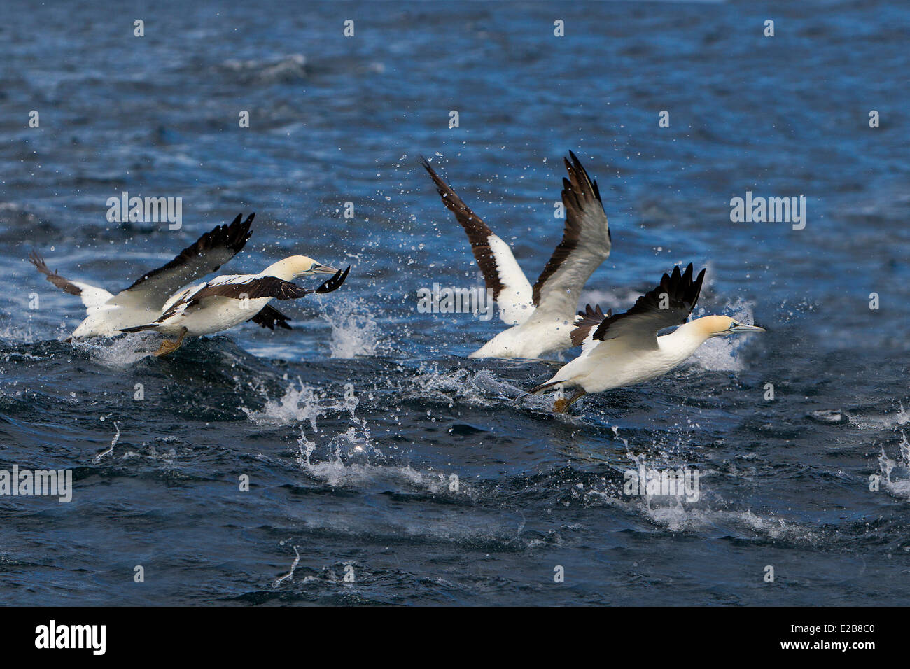 South Africa, Western Cape, Gansbaai, Seal Island, Cape Gannet (Morus ...