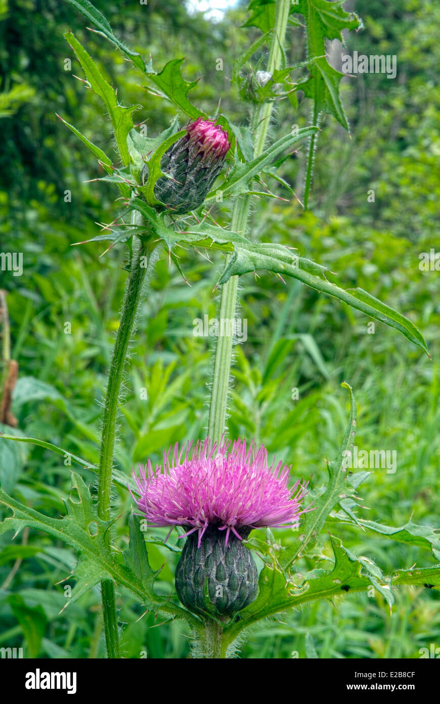 Bull Thistle -Cirsium vulgare- in a New England forest during the ...
