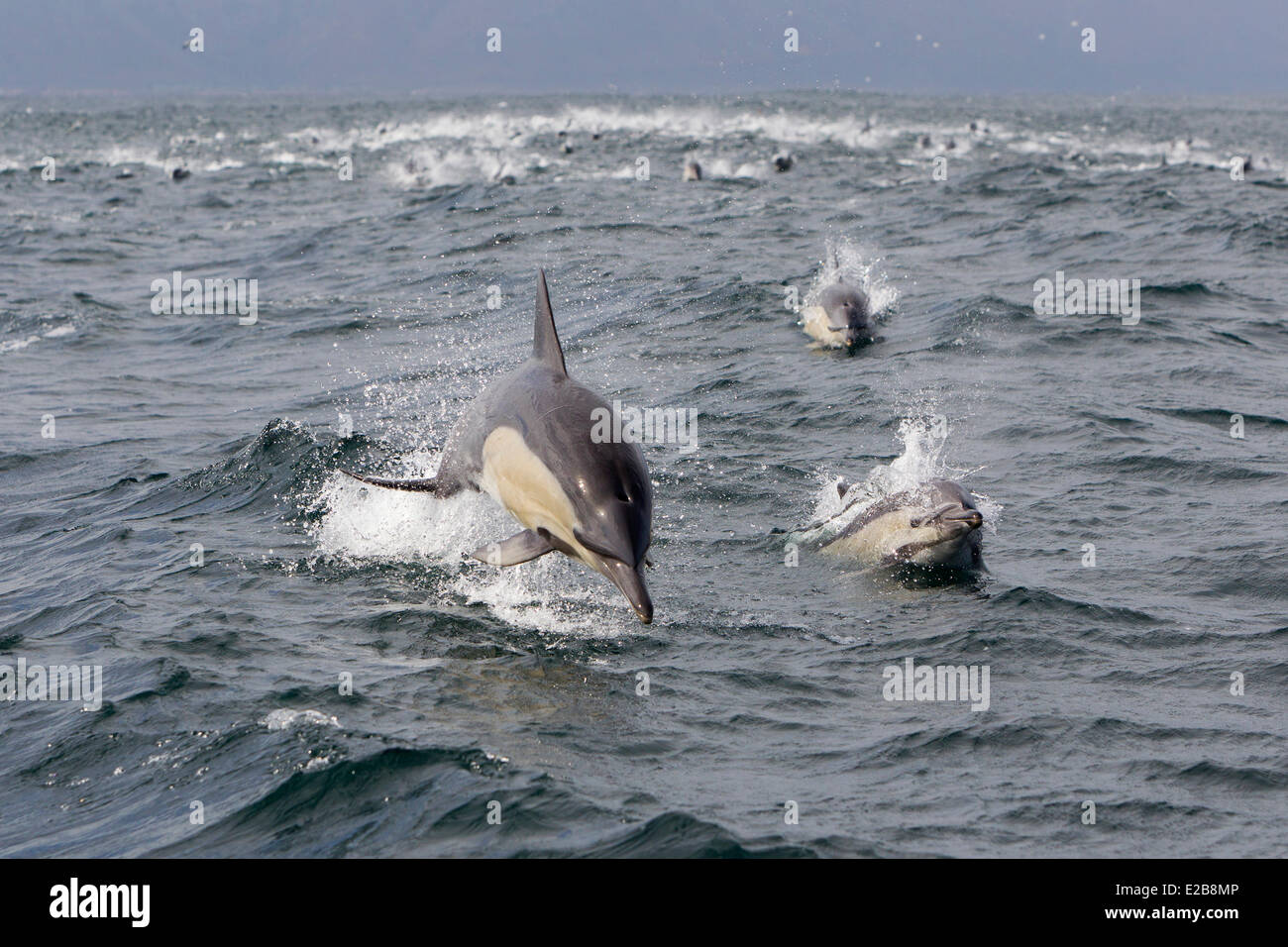 South Africa, Western Cape, Gansbaai, Seal Island, Long-beaked common ...