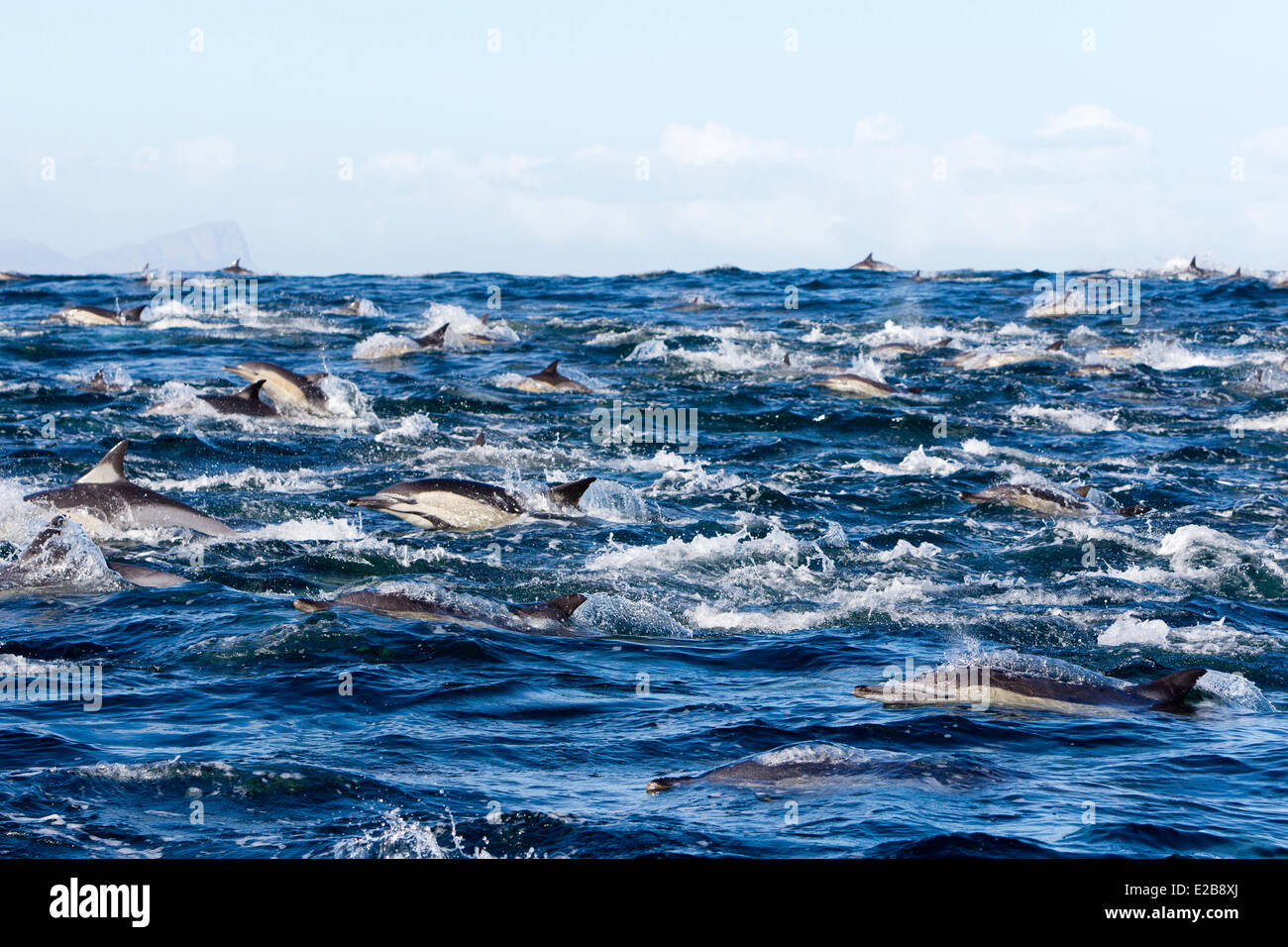 South Africa, Western Cape, Gansbaai, Seal Island, Long-beaked common ...