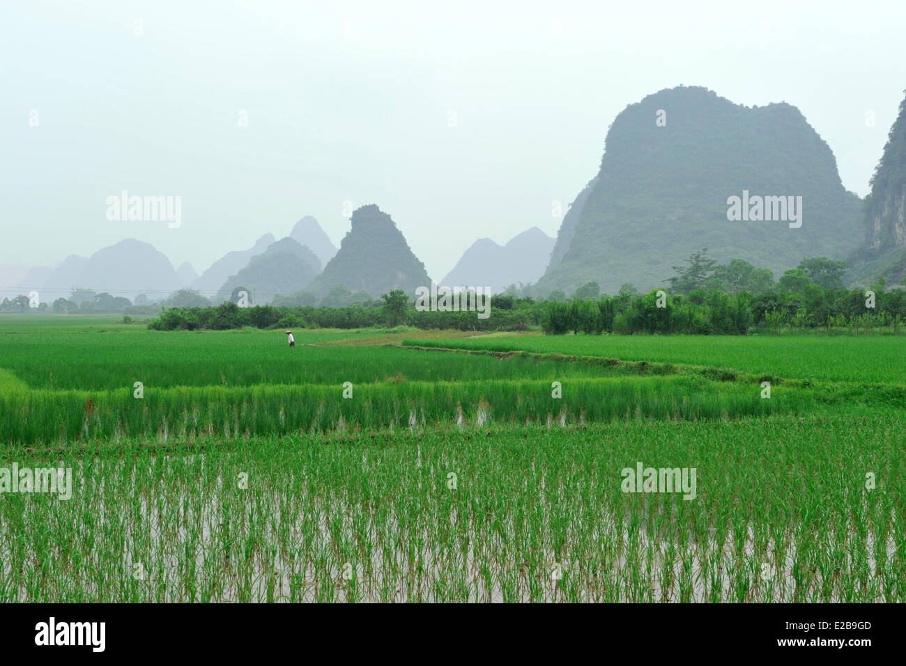 China, Guangxi province, Guilin region, Karst mountain and rice field ...