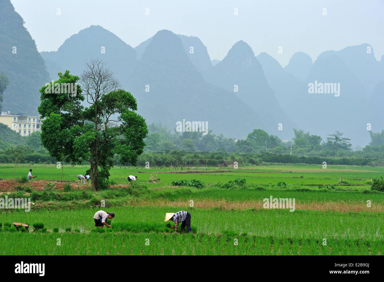 China, Guangxi province, Guilin region, Karst mountain and rice field ...
