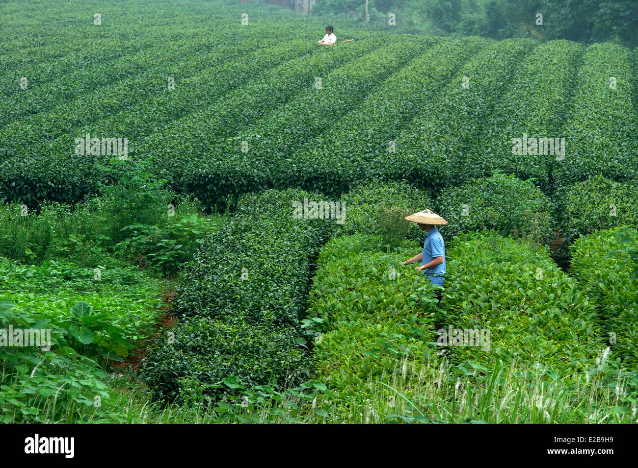 Tea Plantation Landscape China High Resolution Stock Photography and ...