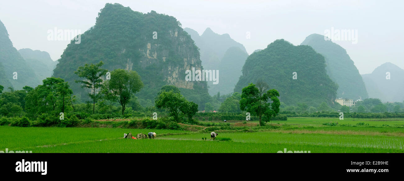 China, Guangxi province, Guilin region, Karst mountain and rice field ...