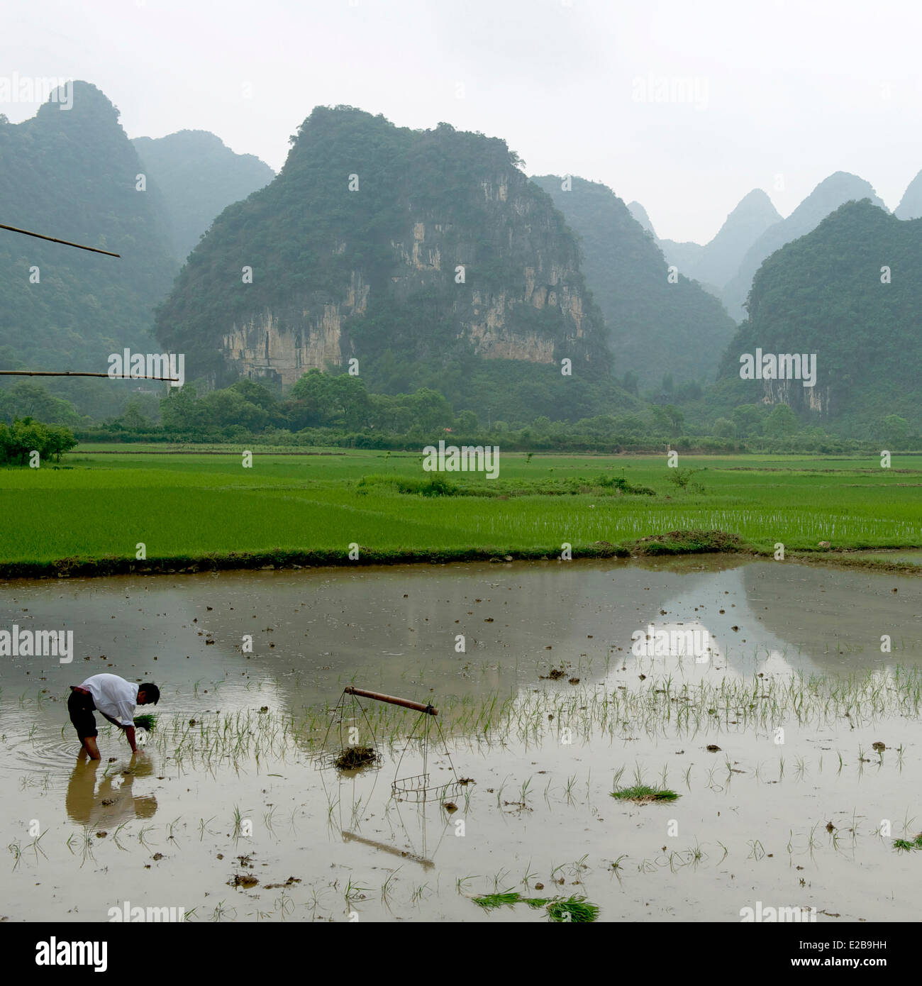 China, Guangxi province, Guilin region, Karst mountain and rice field ...
