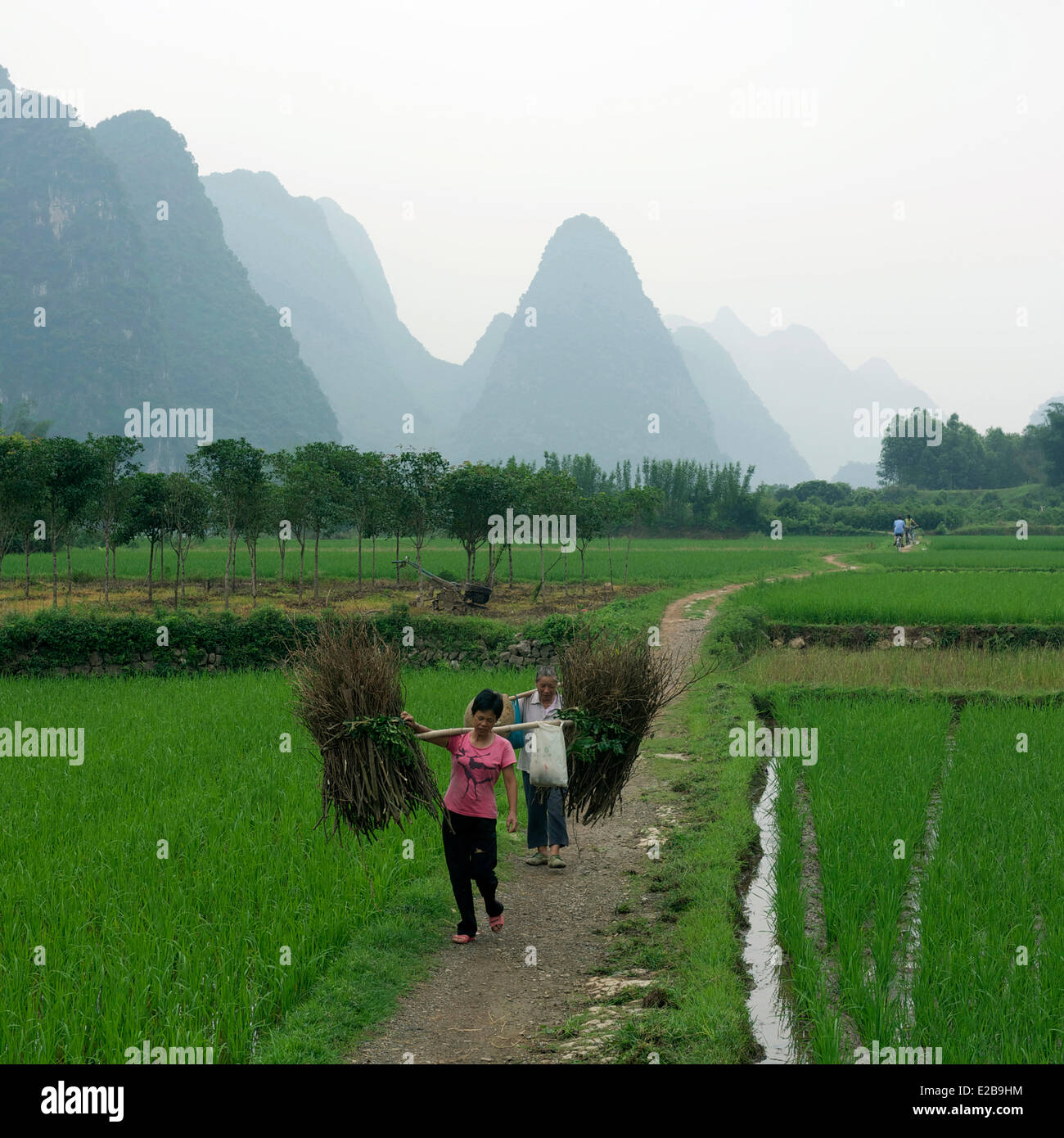China, Guangxi province, Guilin region, Karst mountain and rice field ...