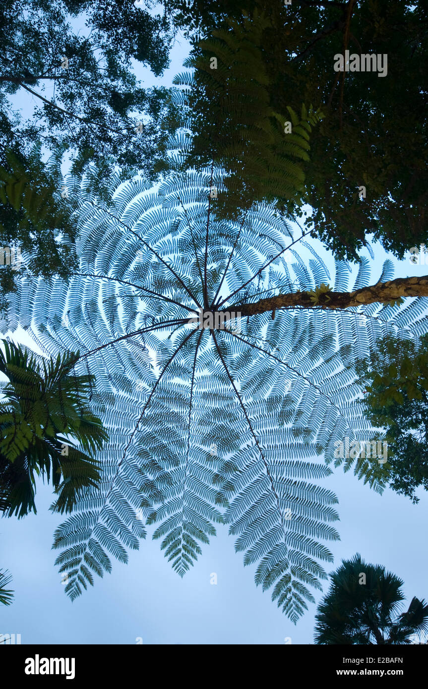 Indonesia, Bali, Ubud, tree fern at dusk Stock Photo - Alamy