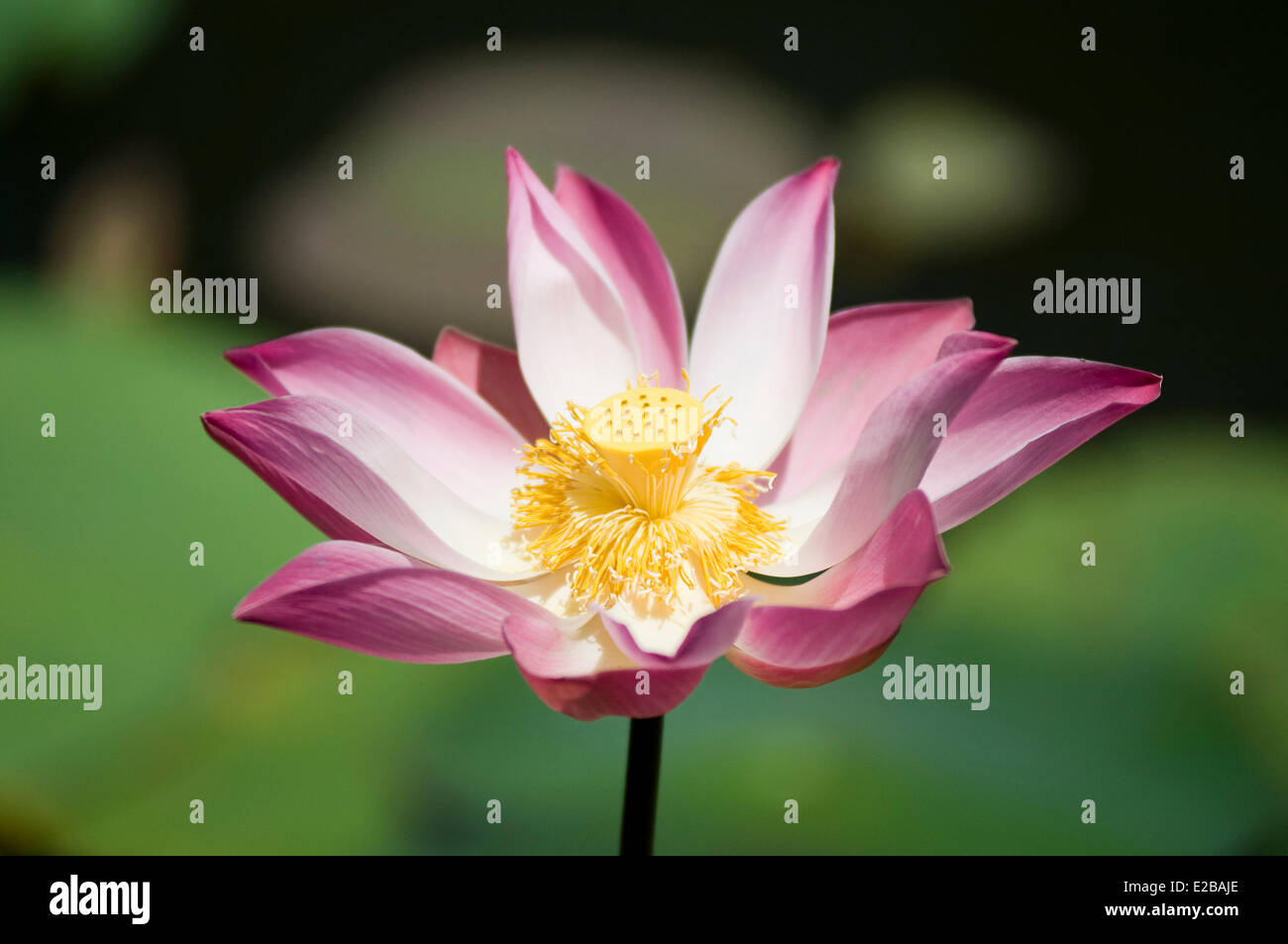 Lotus flower nelumbo nucifera hi-res stock photography and images - Alamy
