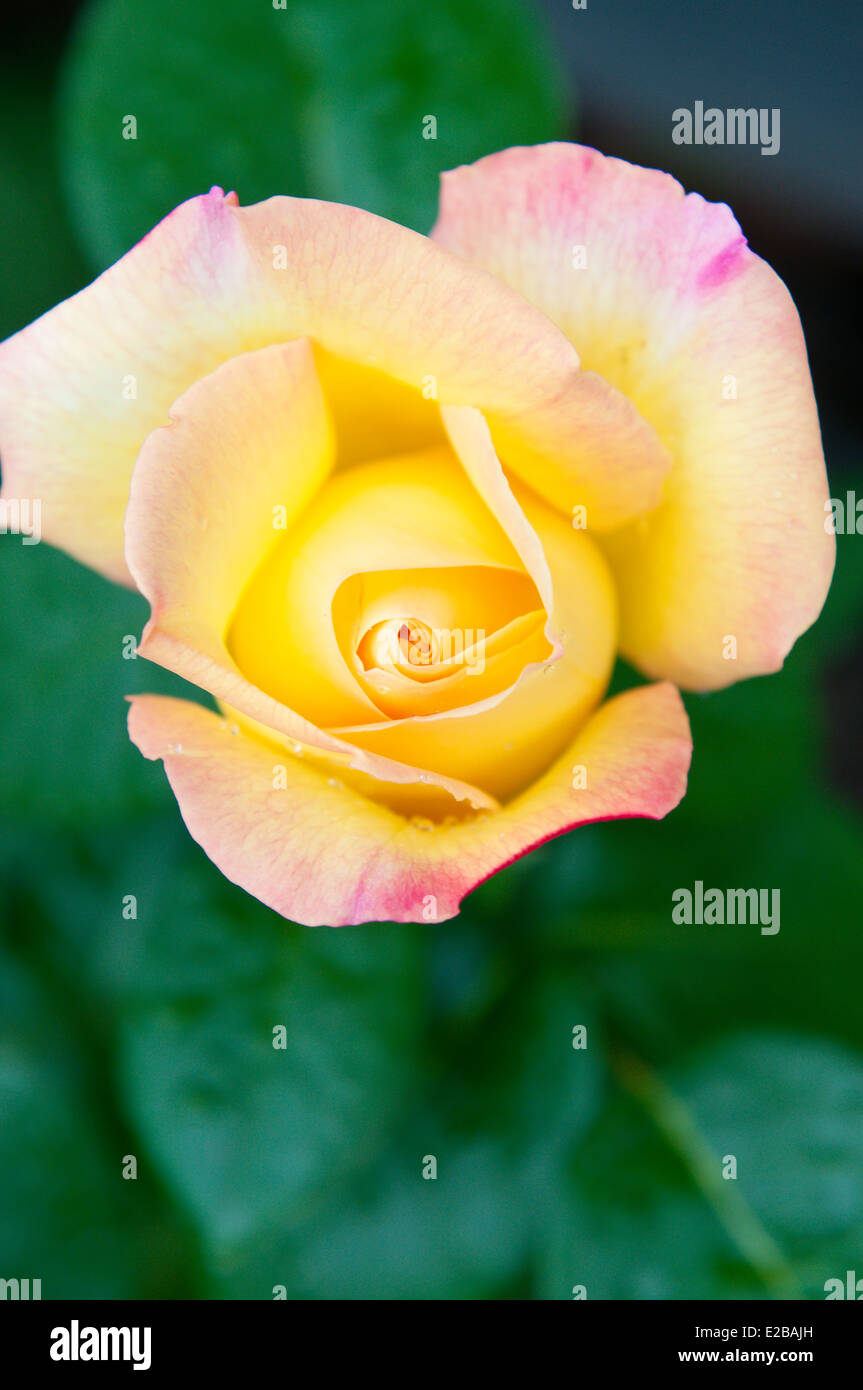 Peace Roses Beautiful