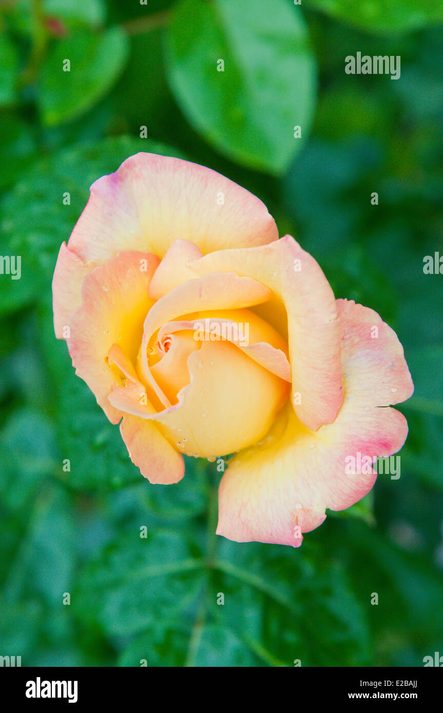 Peace rose hi-res stock photography and images - Alamy