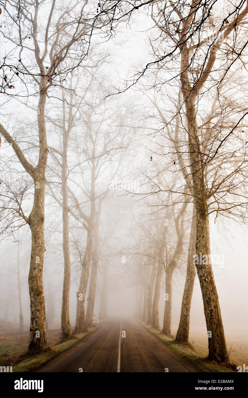 Clar tree hi-res stock photography and images - Alamy