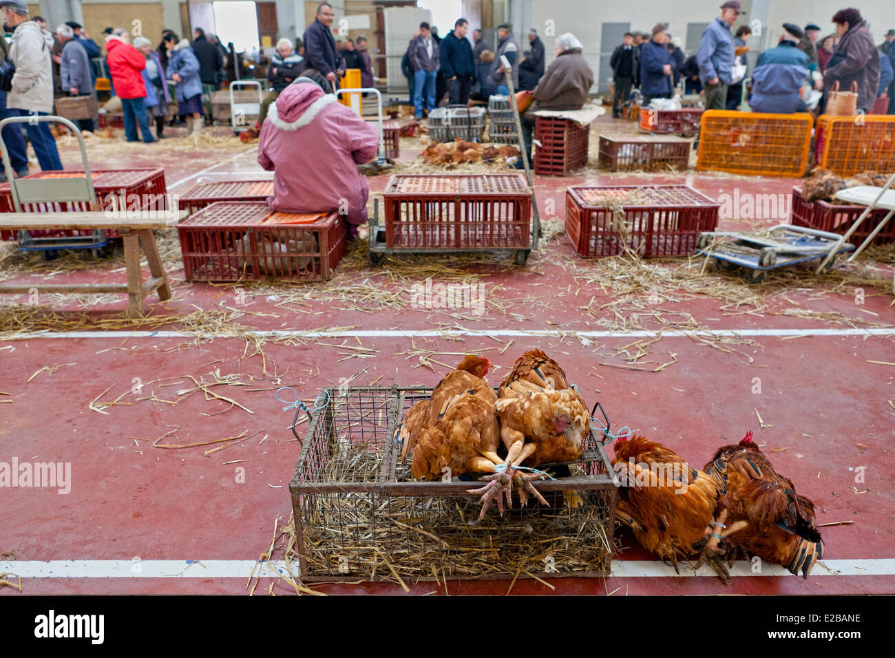 Poultry hi-res stock photography and images - Alamy