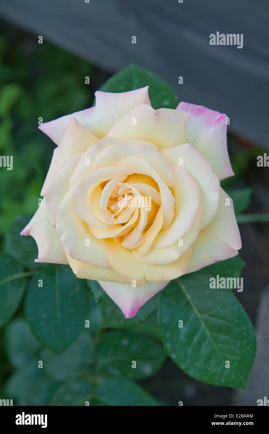 Peace Rose High Resolution Stock Photography and Images - Alamy