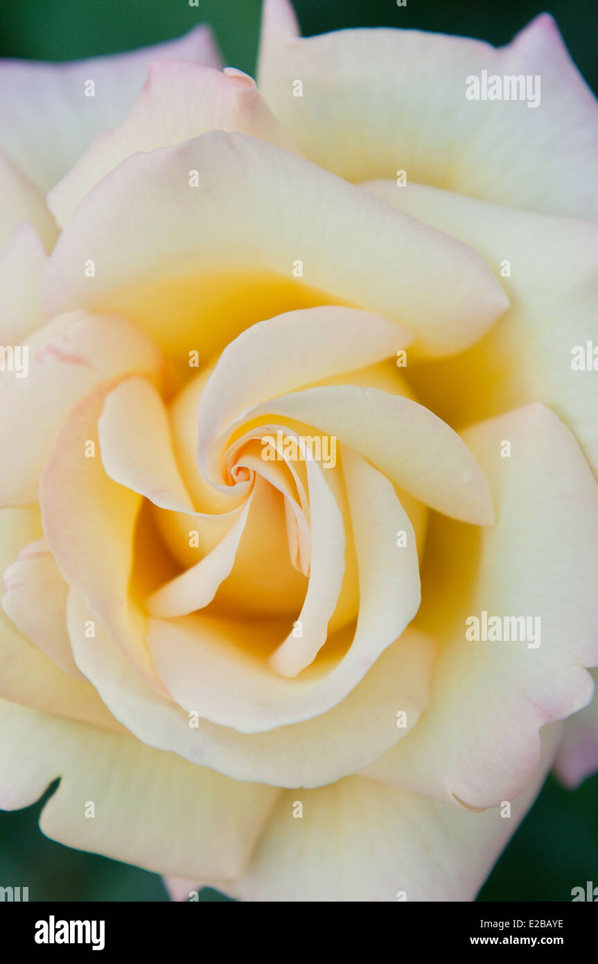 The bud of Peace rose Stock Photo - Alamy