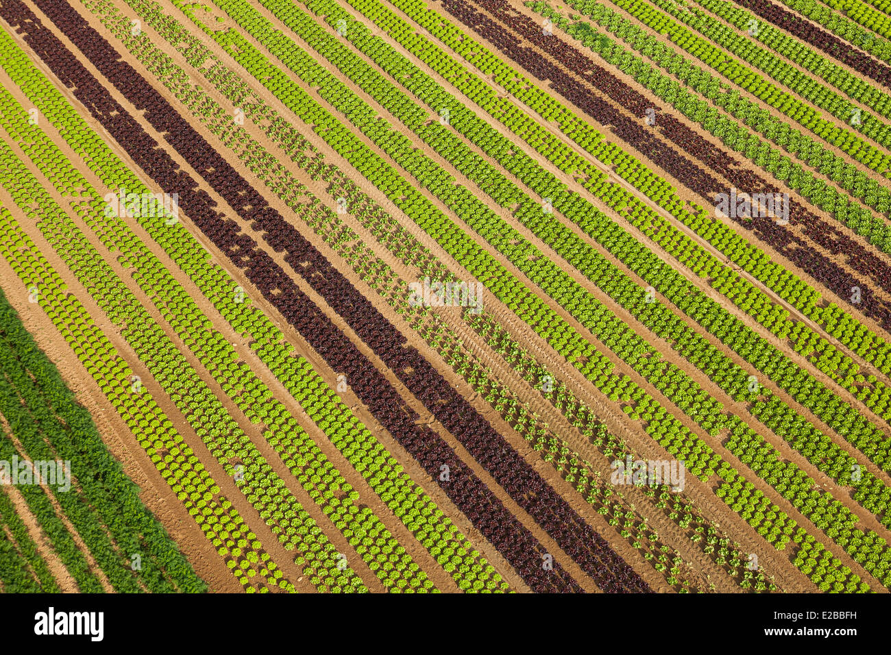 Crops Aerial