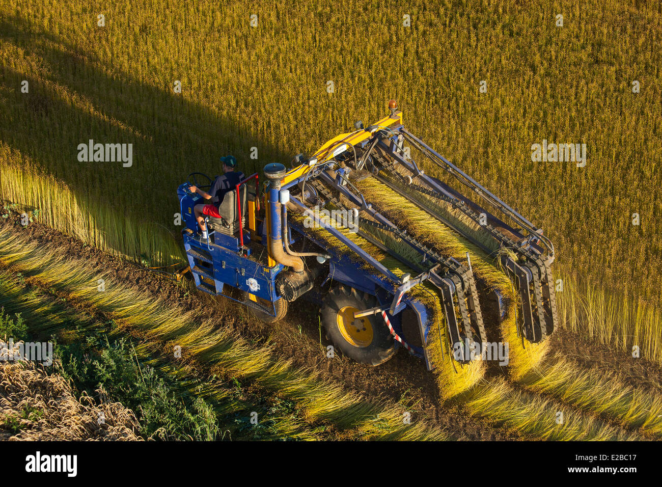 France, Eure, Saint Aubin sur Gaillon, harvest a flax field (aerial ...