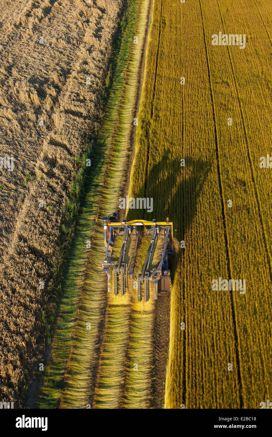 Flax field hi-res stock photography and images - Alamy