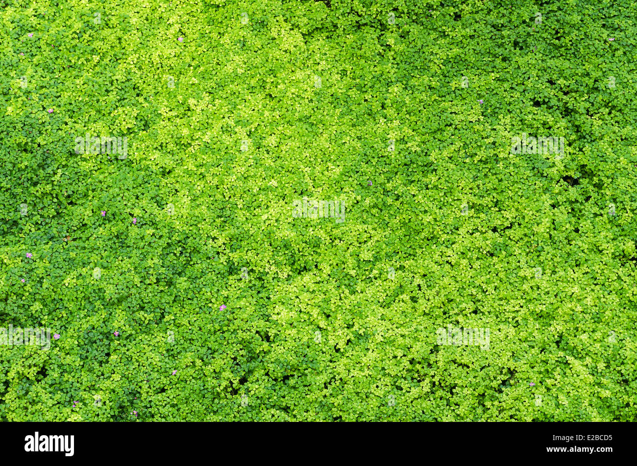 Grass cover eco hi-res stock photography and images - Alamy
