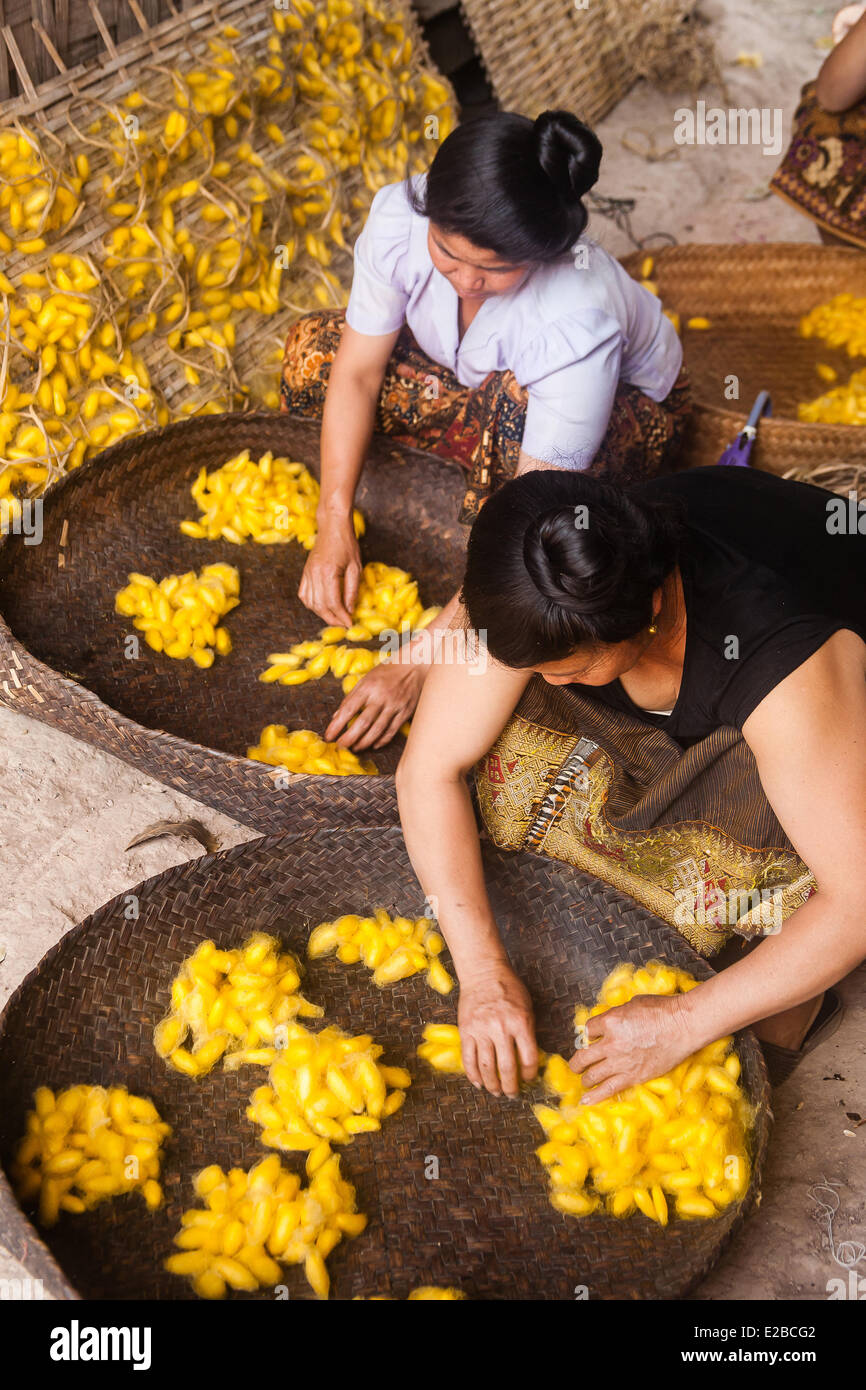 Laos, Luang Namtha Province, Luang Namtha, women sorting silk cocoon ...