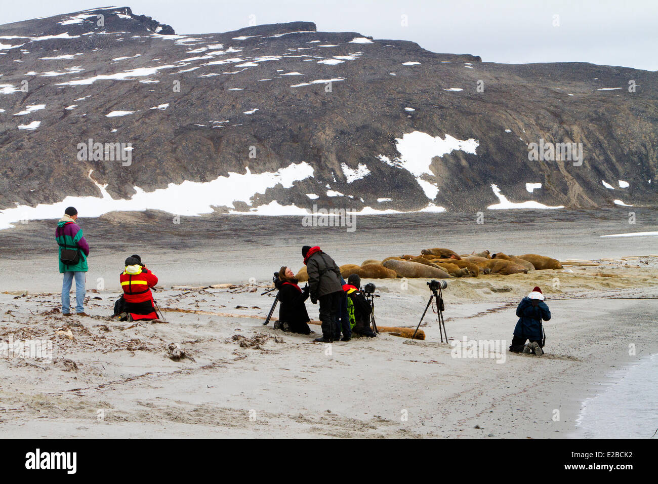 Norway, Svalbard, Spitsbergern, Walrus (Odobenus rosmarus) colony ...