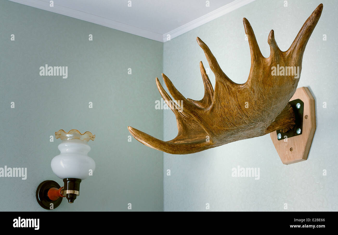 The big horn of an elk strengthened on a wall as a detail of an ...
