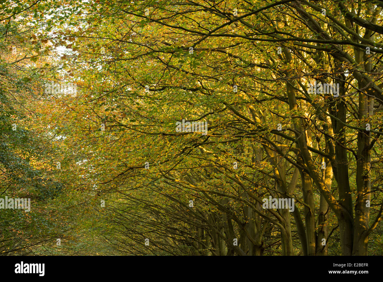 Norfolk uk autumnal trees hi-res stock photography and images - Alamy