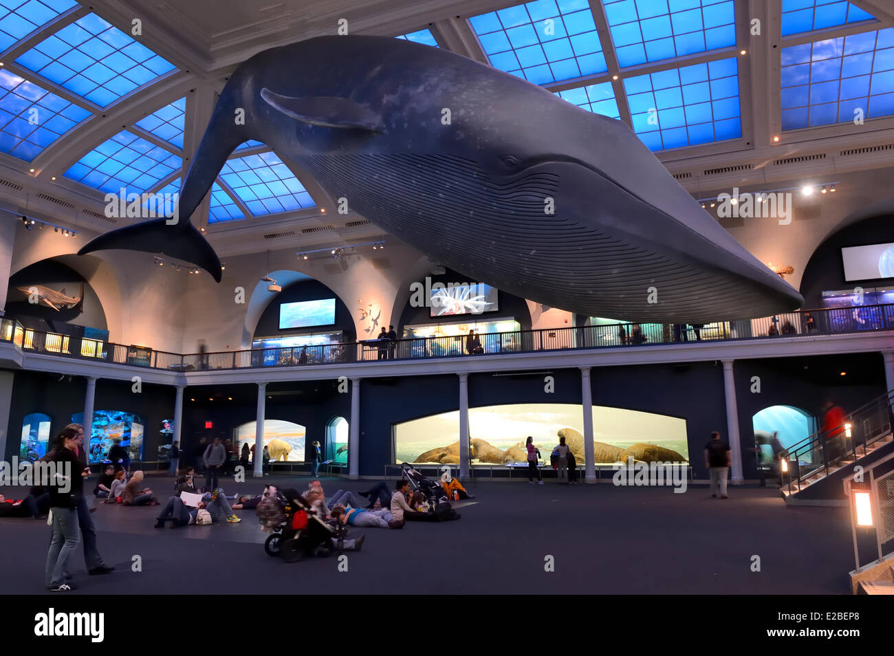 Ocean hall natural history museum hi-res stock photography and images ...
