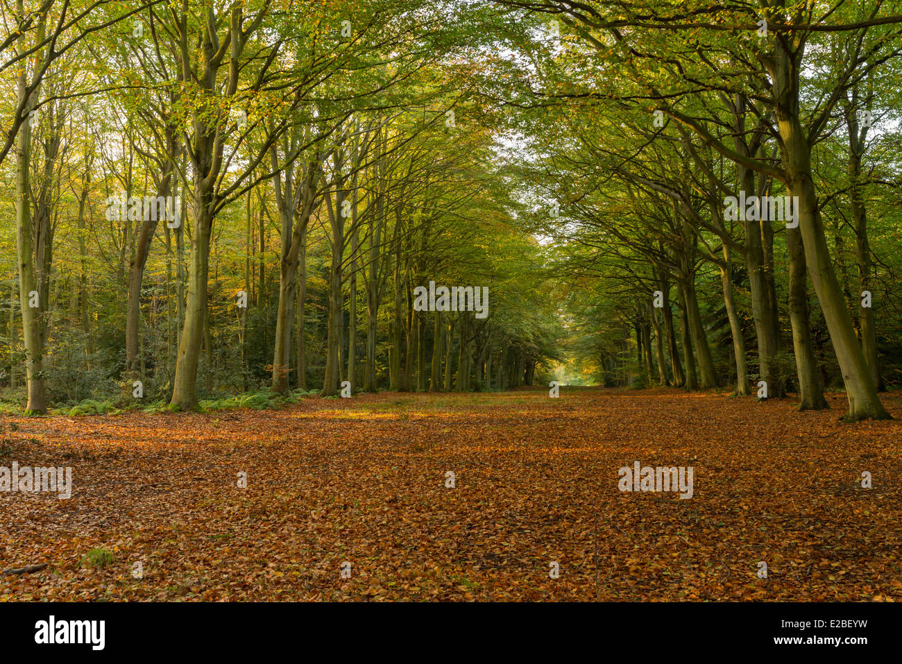Norfolk seasons hi-res stock photography and images - Alamy